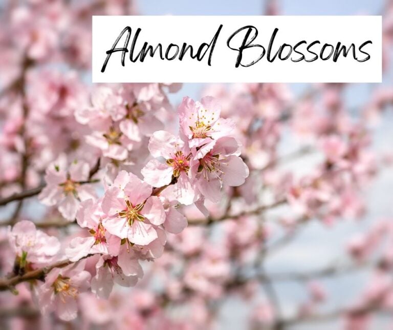 38 Encouraging Bible Verses About Flowers (with Free Printable)