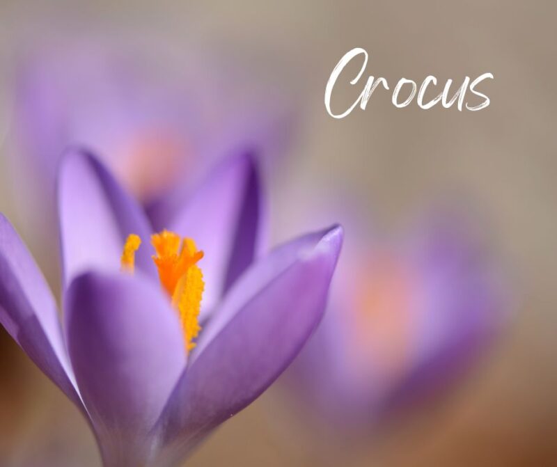 38 Encouraging Bible Verses About Flowers (with Free Printable)