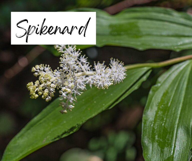 38 Encouraging Bible Verses About Flowers (with Free Printable)